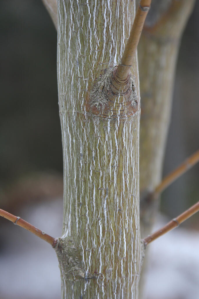 Striped Maple | CMP Tree Selection Tool